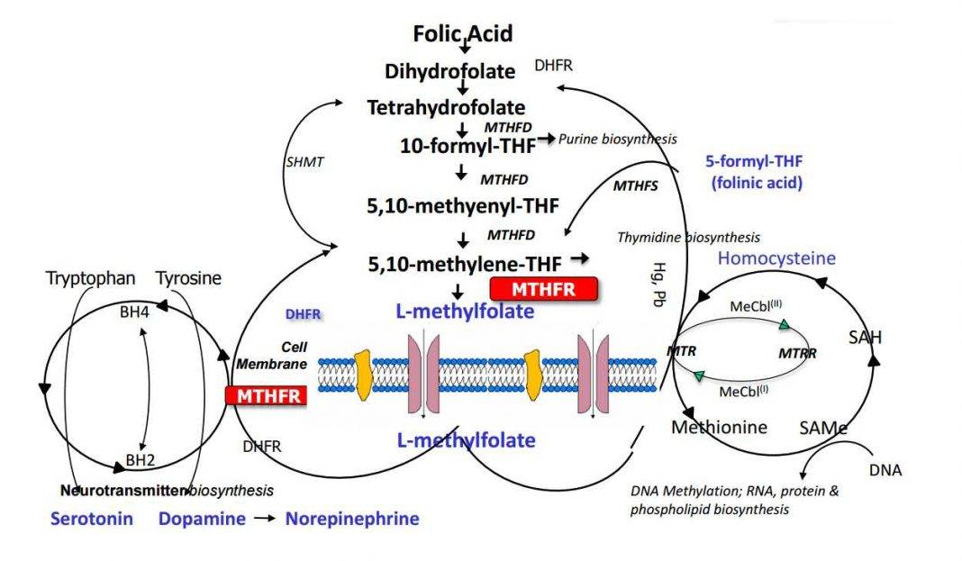 My Guide to MTHFR Gene Mutation, MTHFR Testing & Treatment
